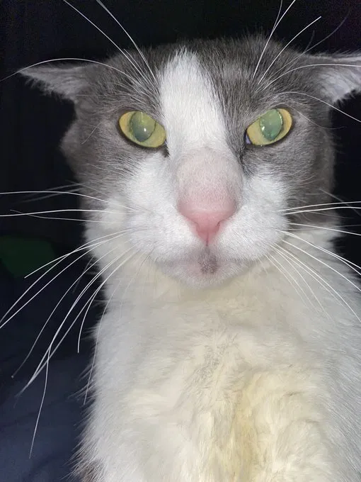 Profile of @Freaky cat