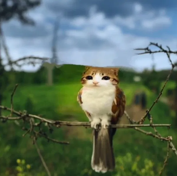 Profile of @Poopoopoo_