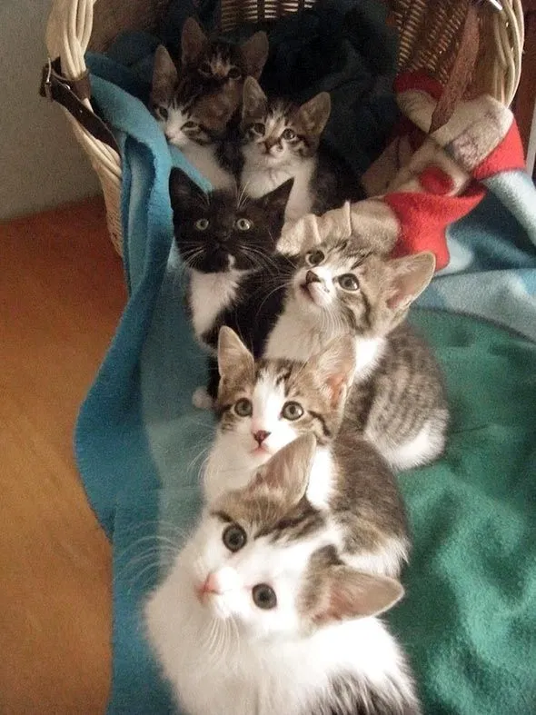 Cats