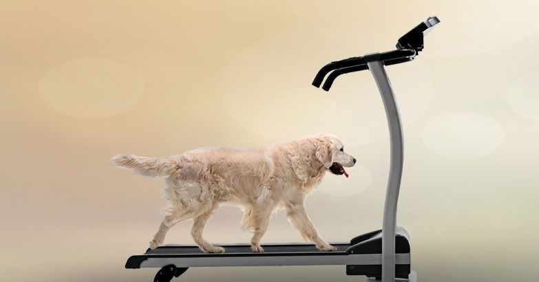Chat with A weird dog on a treadmill!?