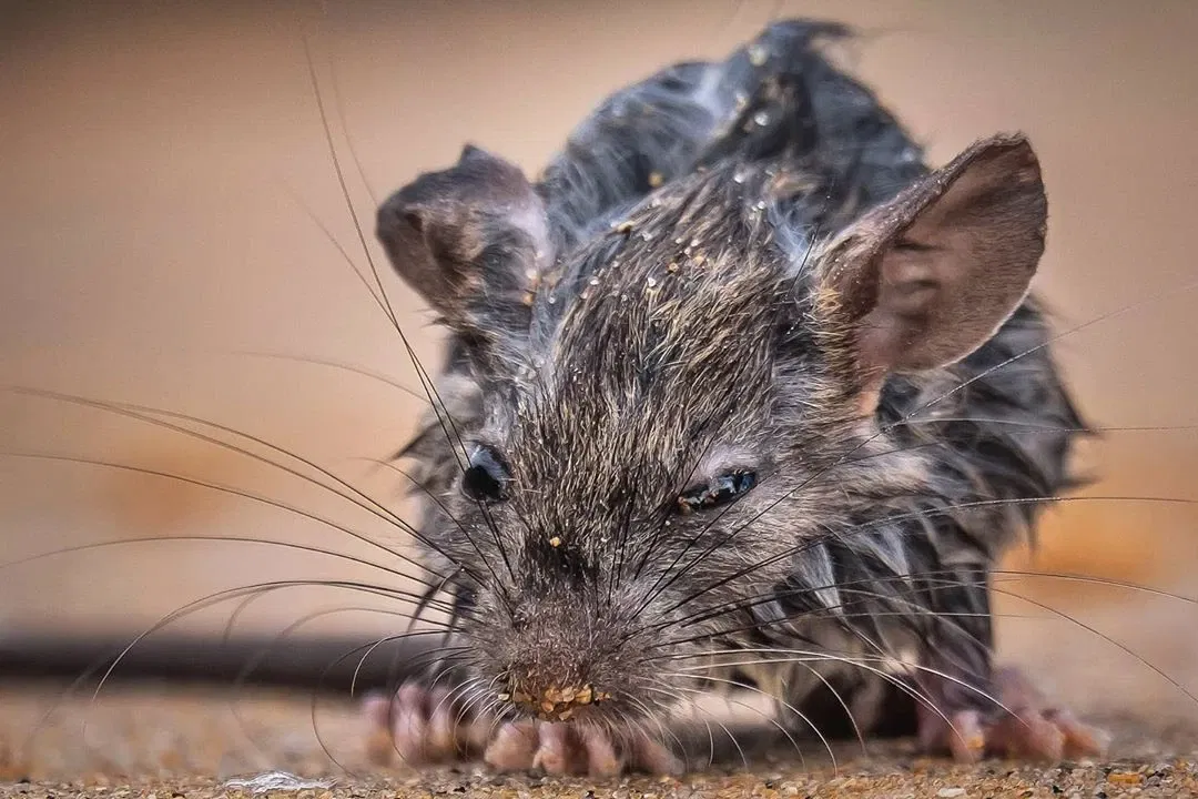 Wet Rat