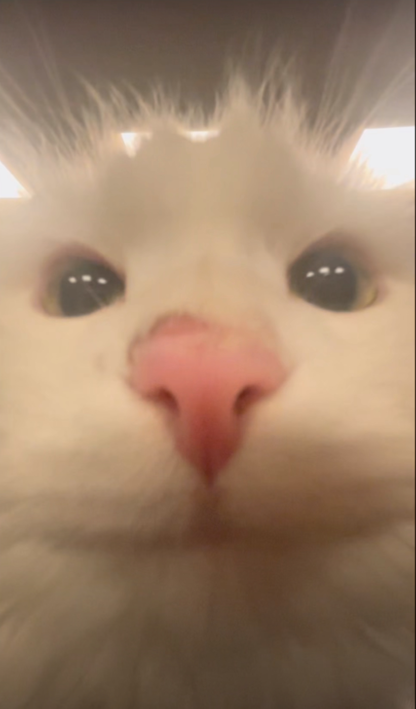 Chat with Improvements and Ideas (bot requests and so.)