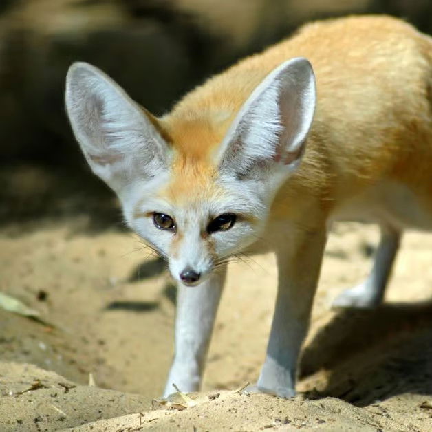 Wild fennec fox