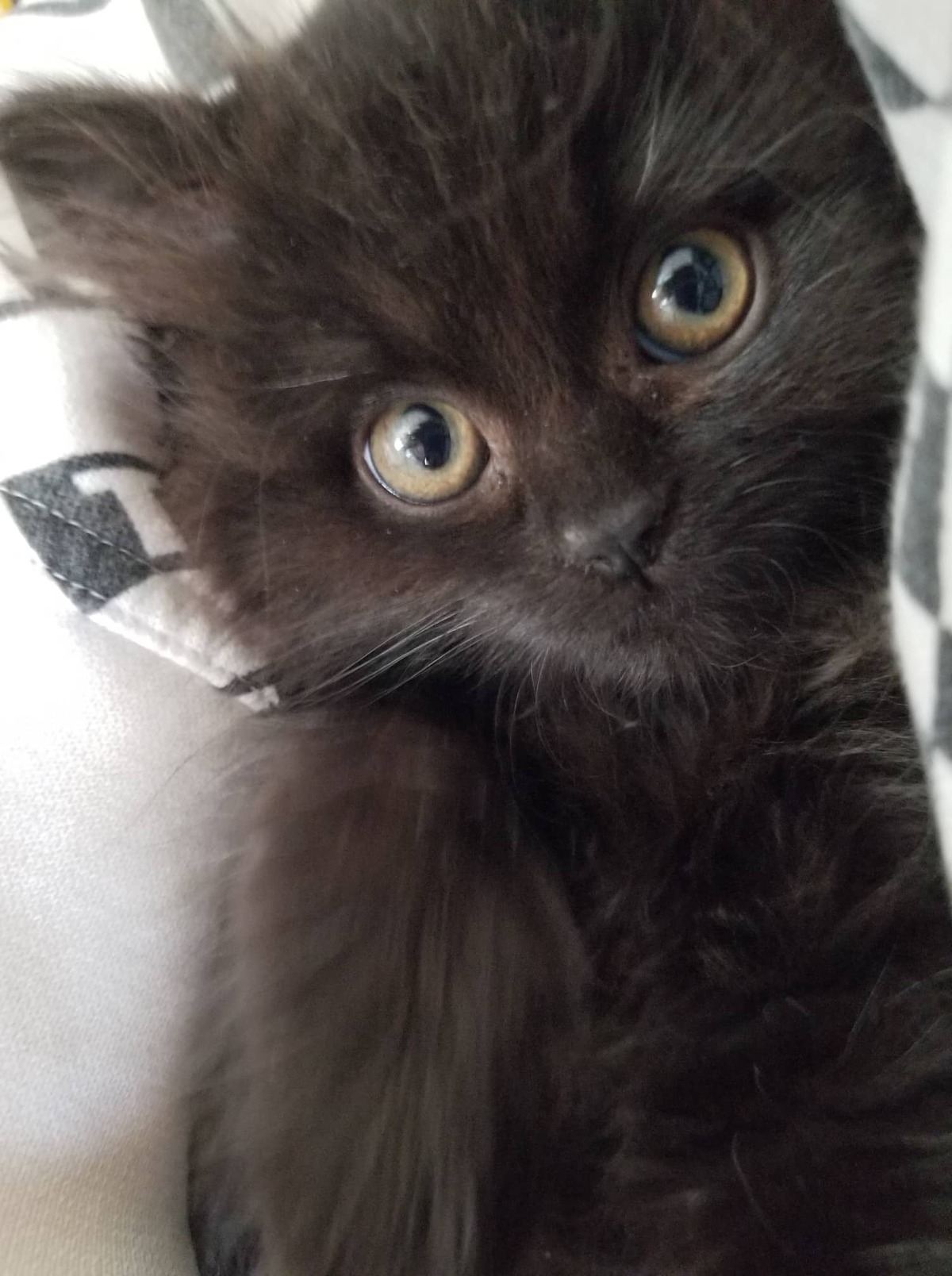 Chat with Request bots