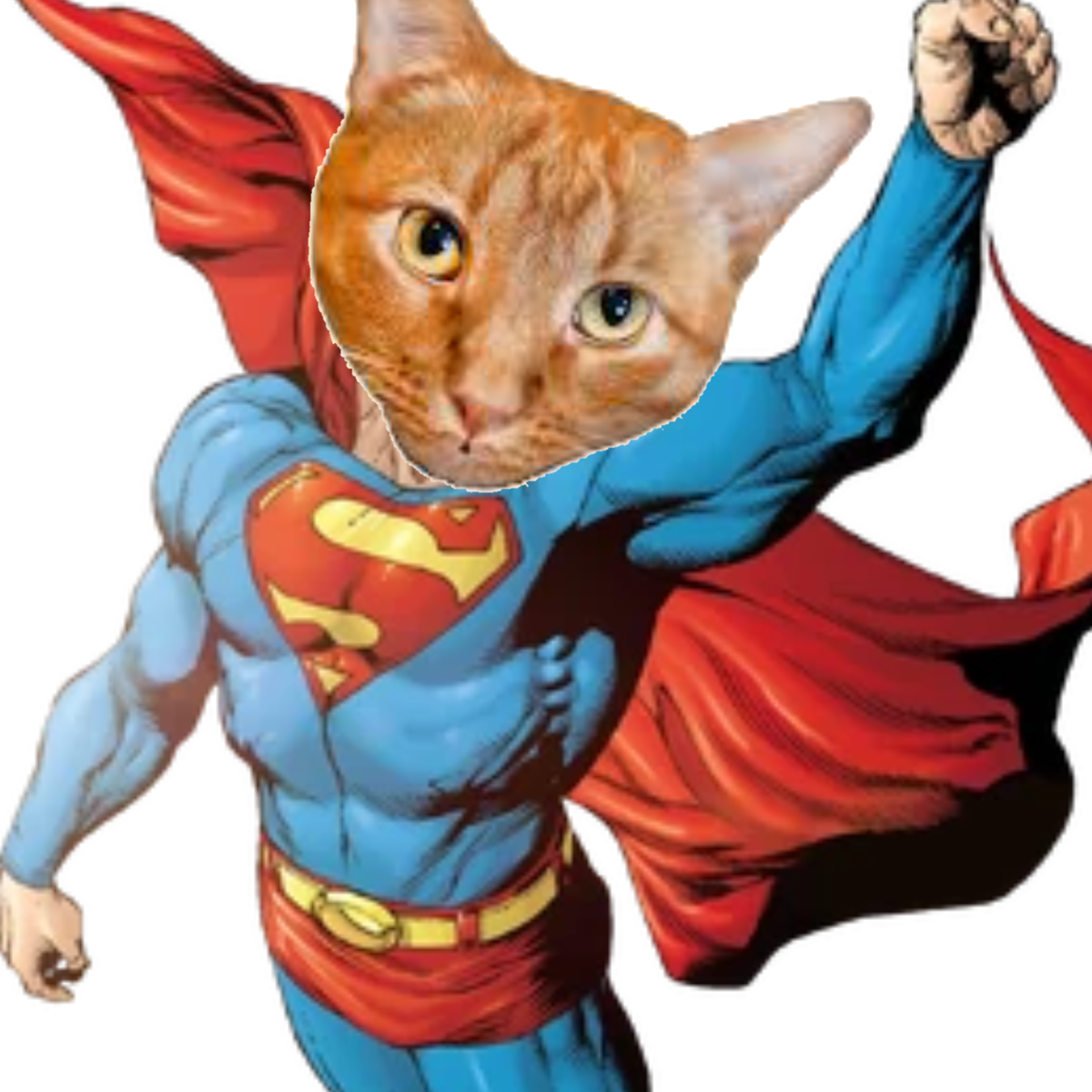 Orange Cat Superman