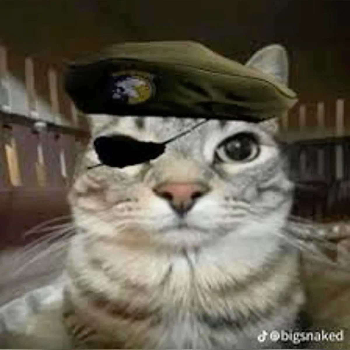 Chat with Haze, blasé male icewing peasant. Wings of Fire OC