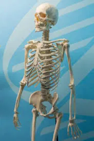 A Skeleton