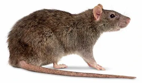 singing rat