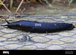 slimy farting slug furry