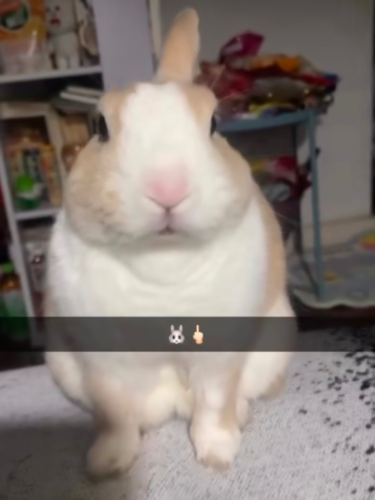 Chat With Why I Havent Posted In So Long Suggestions