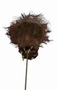 Barnacle (HL2/Half-Life 2)