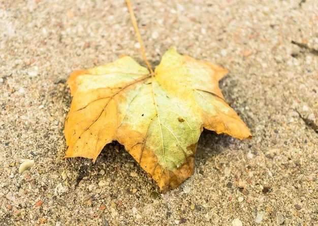 The Fallen Leaf