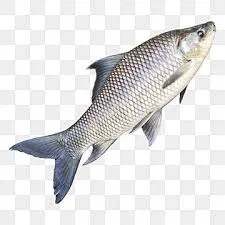 fish