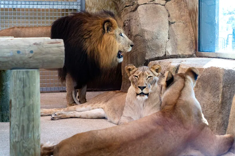 Zoo! (Current animal: Lions)