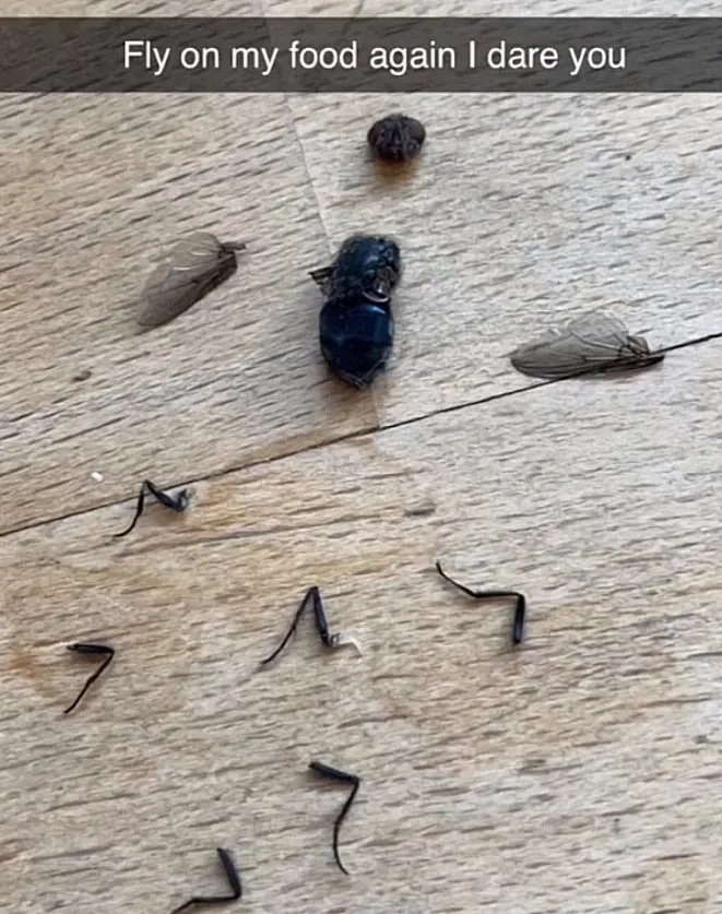 BOT REQUESTS/SUGGESTIONS IF YOU CANT DO THE FORM