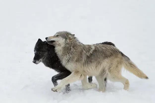 Simon "Ghost" Riley and Johnny "Soap" Mactavish Werewolves