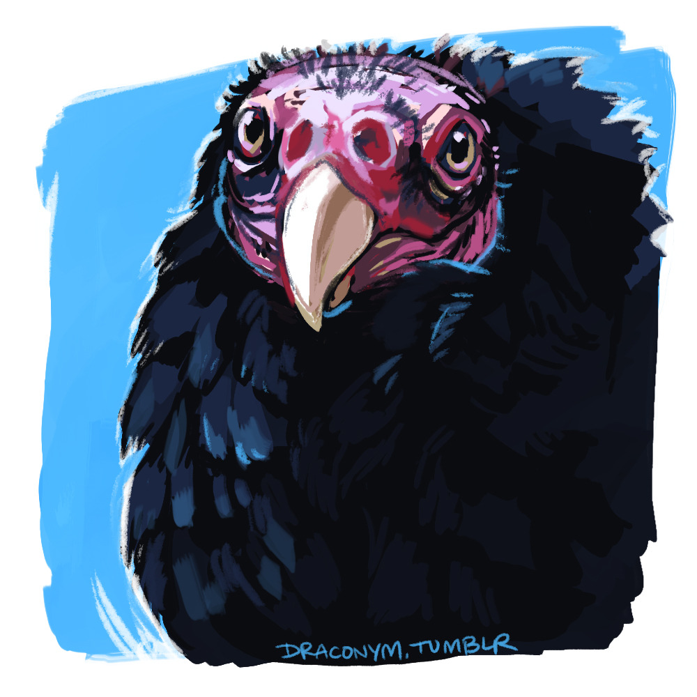 Vulture