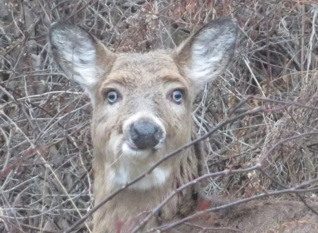 SCP-6448 - The Not Deer