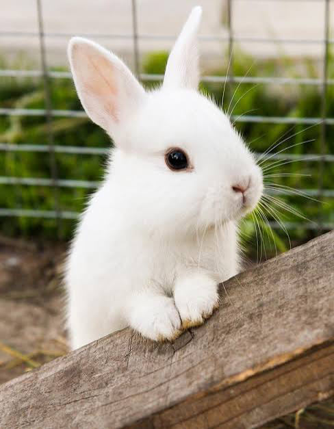 Pressure but you’re a bunny