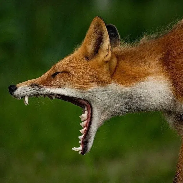 Foxhunter