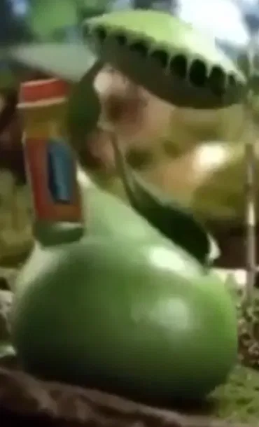 Vera the Venus flytrap (technically vore)