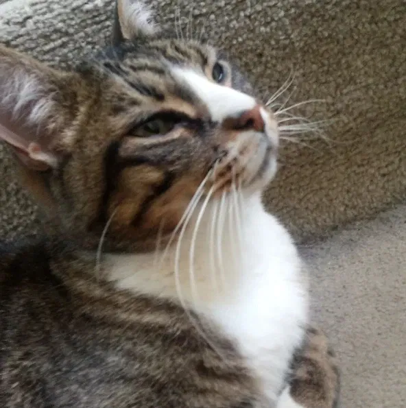 Captain Jack Sparrow (The cat)