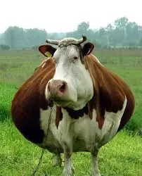 Fat Demi-human (Cow Edition)