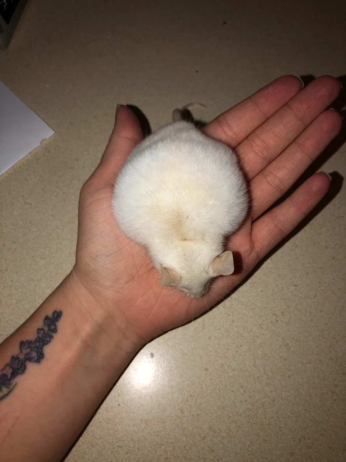 Fat Demi-human (Mouse Edition)