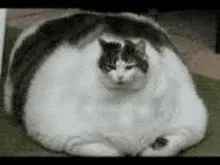 Fat Demi-human (Cat Edition)