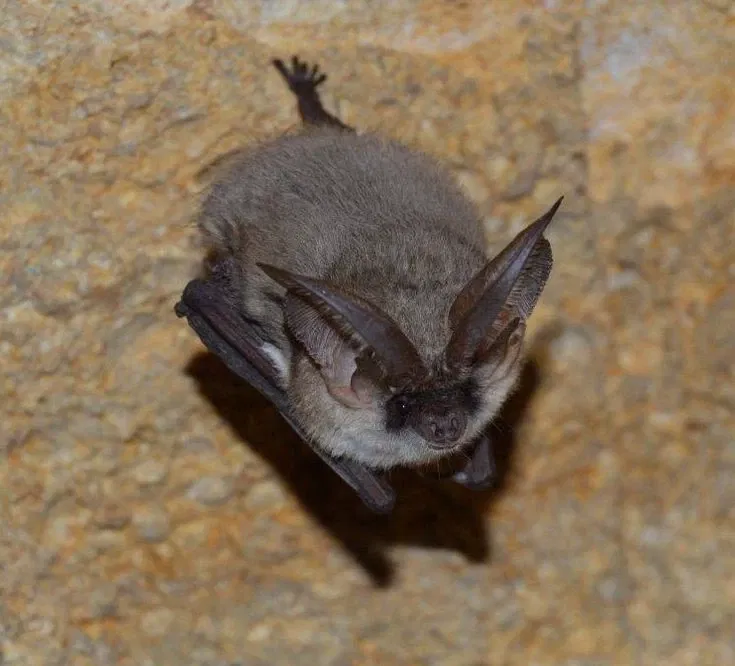 bat
