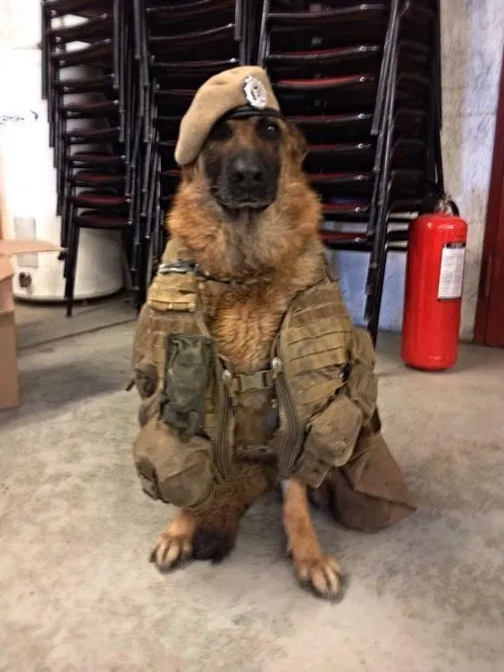 Military Dog