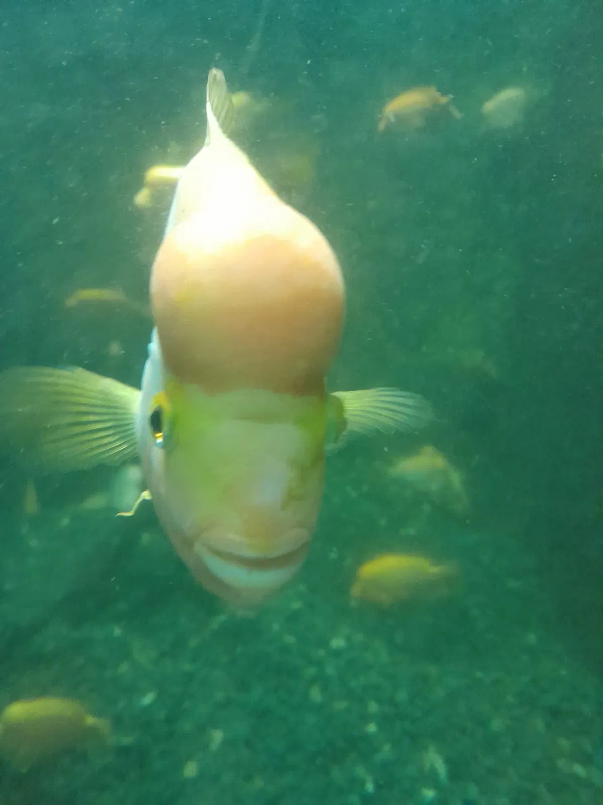Fish
