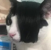 Emo cat