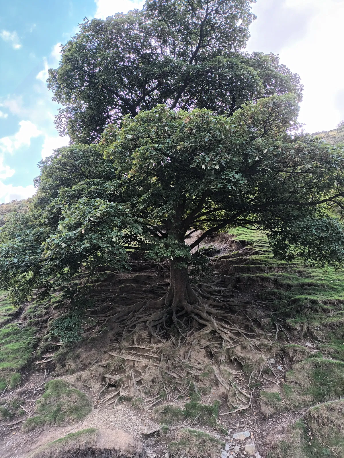 All Knowing Tree of Knowledge