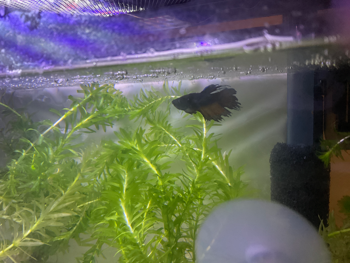 My new fish got an infection