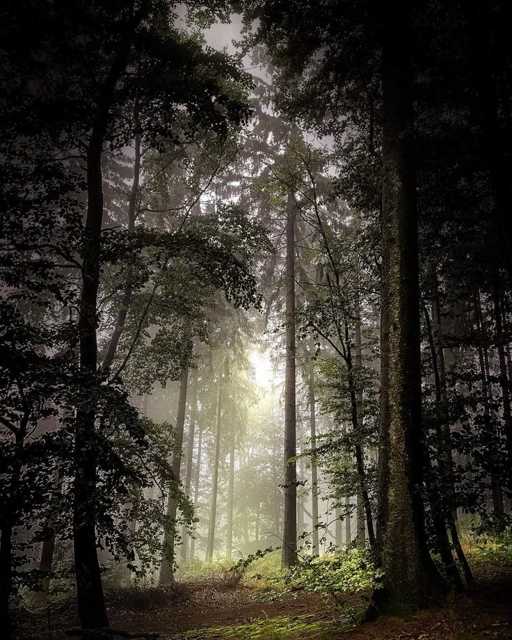 Demi-Human forest Redshall Woods
