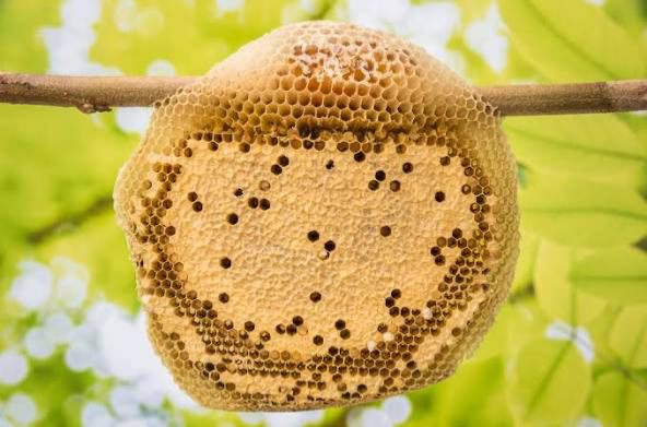 Care for a bee hive!