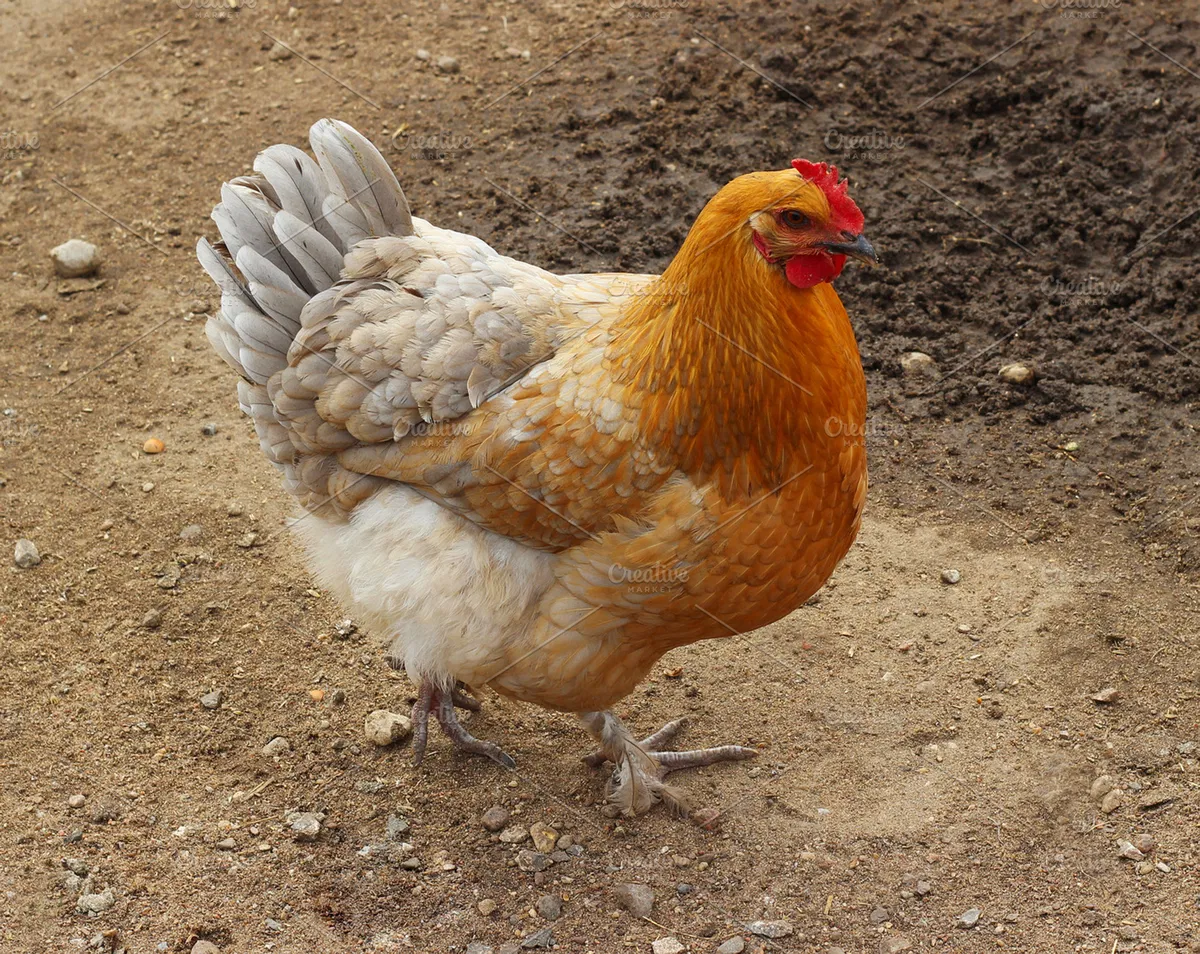 CHICKEN