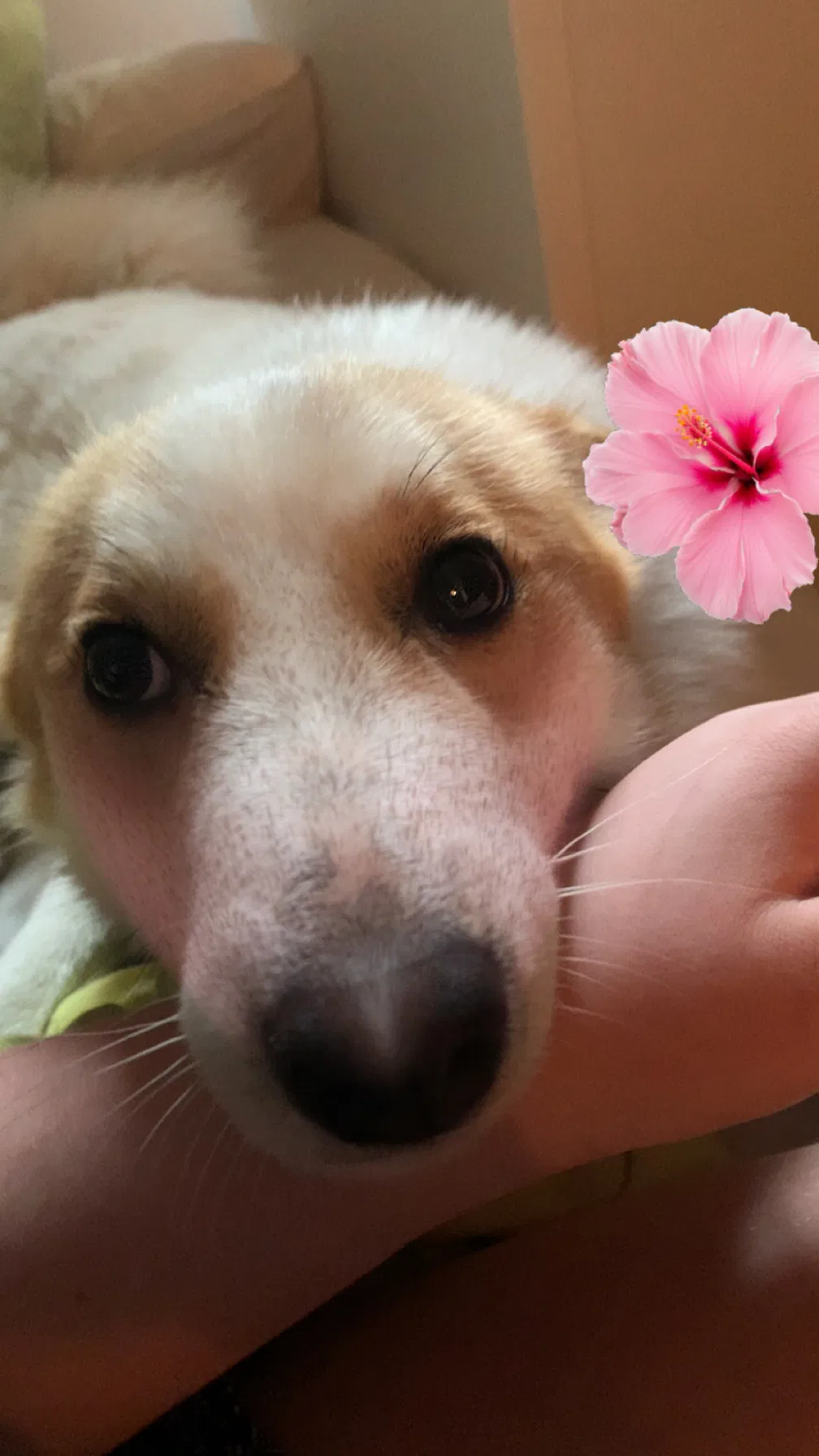 HELP AGAIN HELP A SAD COD FAN