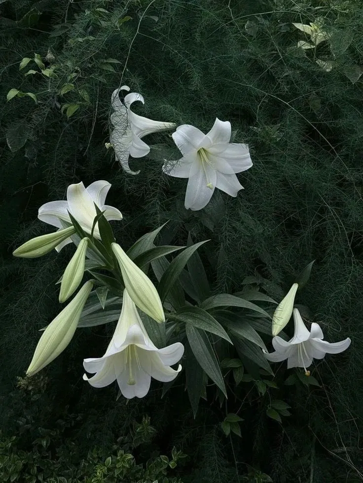 Angelwoah is the bad guy?