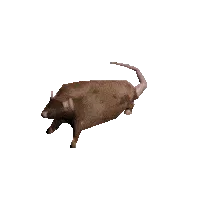 3D rotating rat