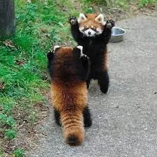 So scripts are here?