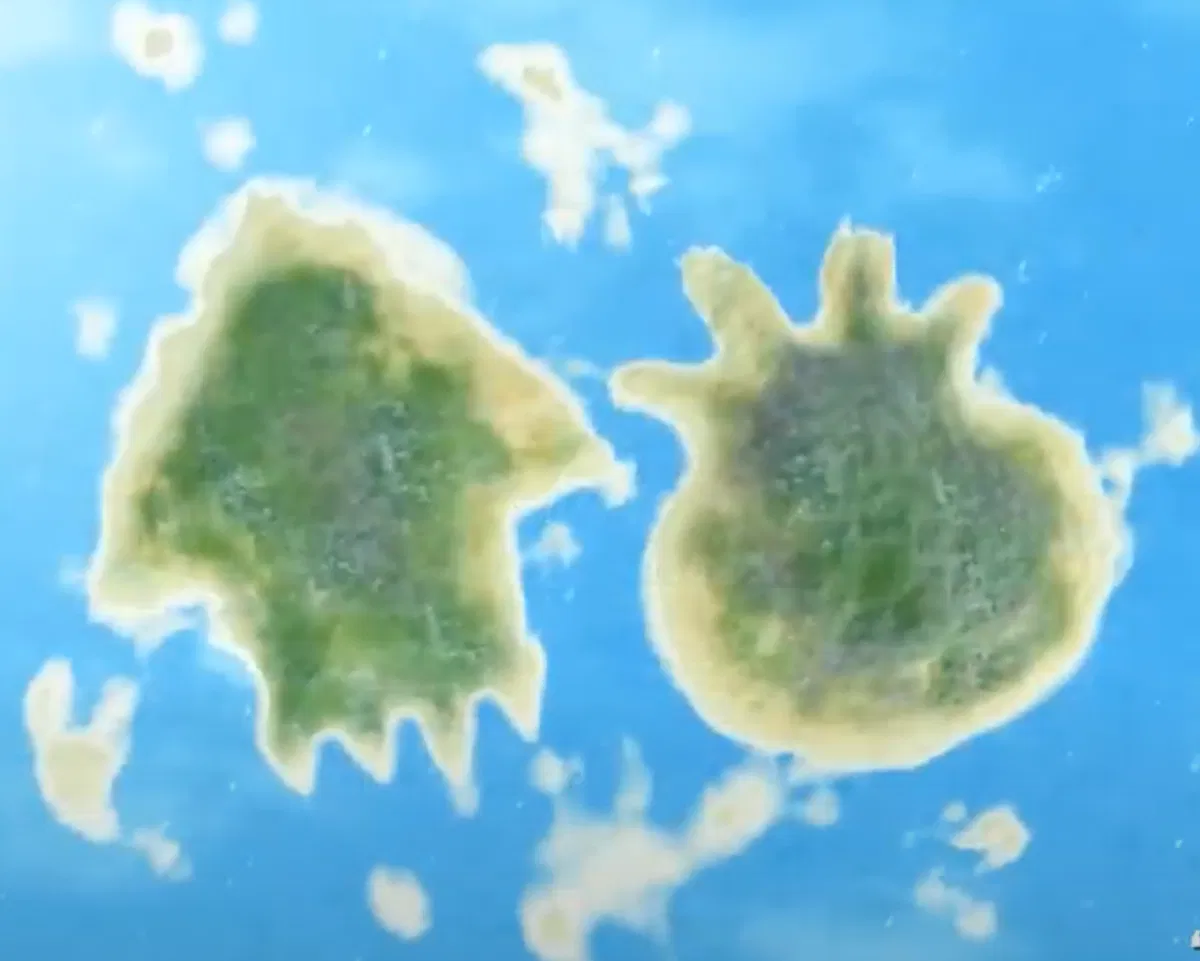 Splatoon Island