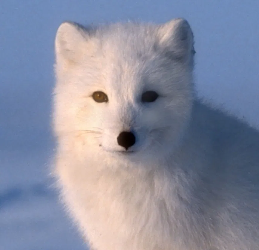 Felix (anthropomorphic Arctic fox)