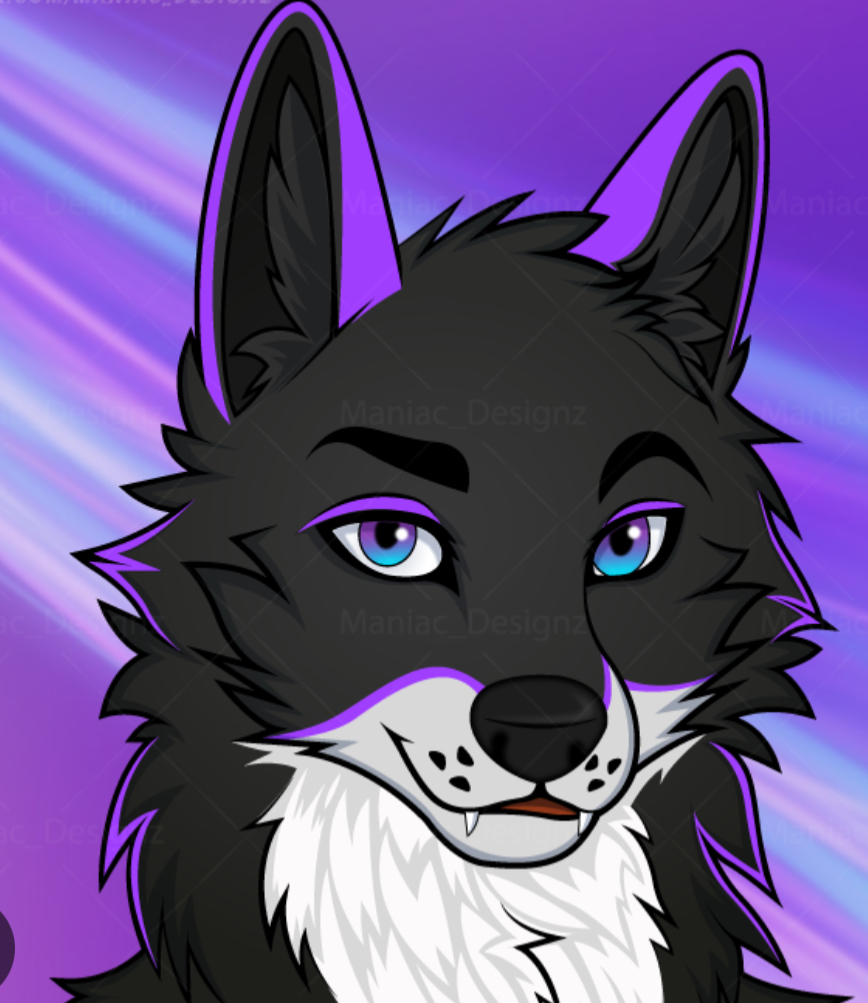Dakota the Wusky