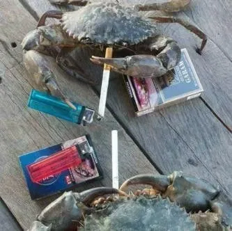 Bull | crab hybrid