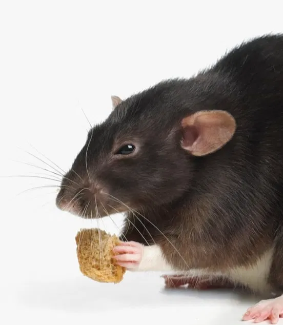 Chat with The Rat Simulation