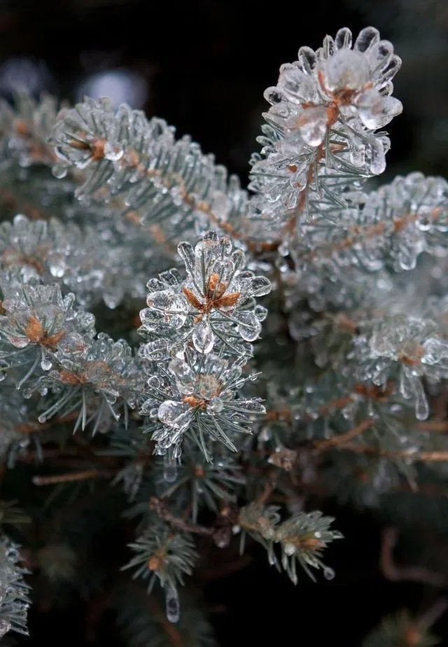 Truce AU/ Christmas host user.