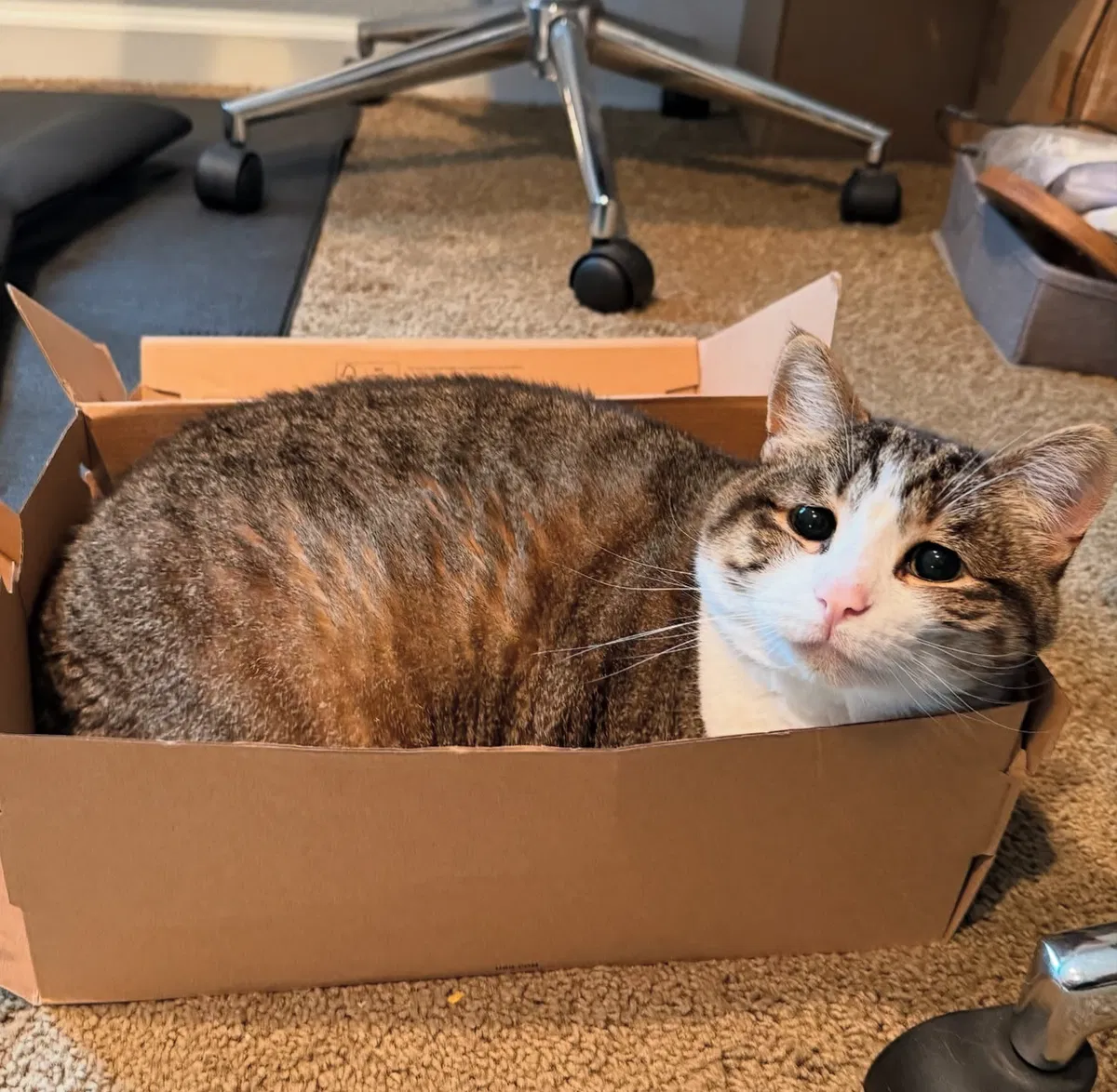 Next Bot | Intro Question