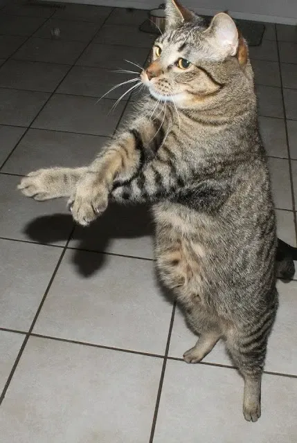 Gangnam Style Cat
